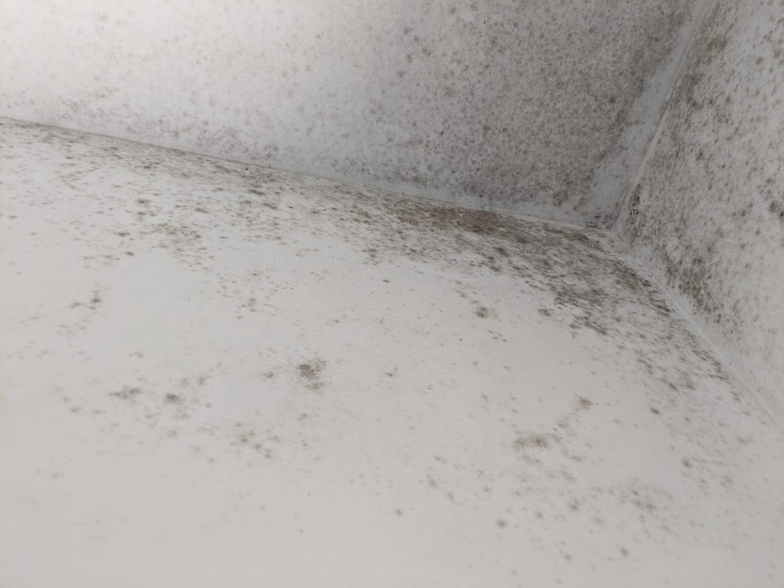 Mould Removal Fieldstone Melbourne | 1300 305 030 | 20+ Years